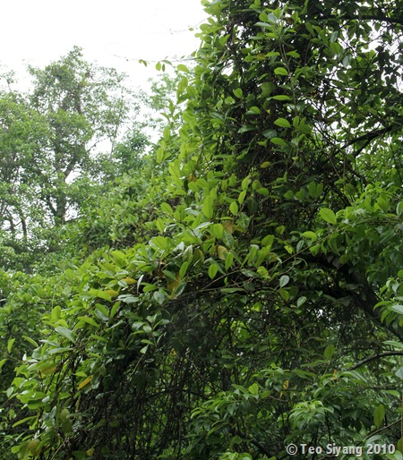 Urban Forest: Virgin trip to Mandai Mangroves